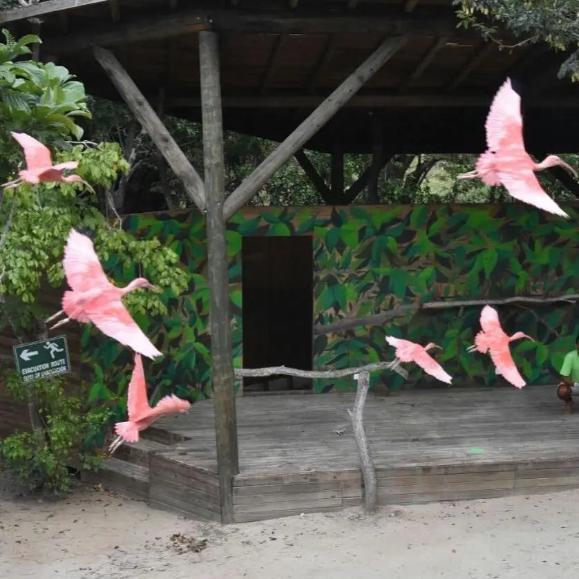 Tour to the National Aviary in Baru - Juan Ballena | Travel Experiences ...
